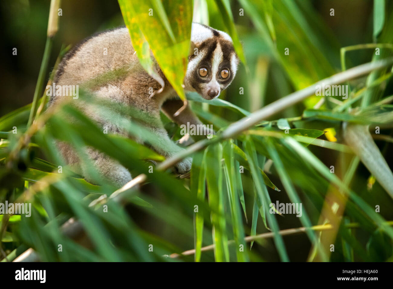 Slow Loris Teeth