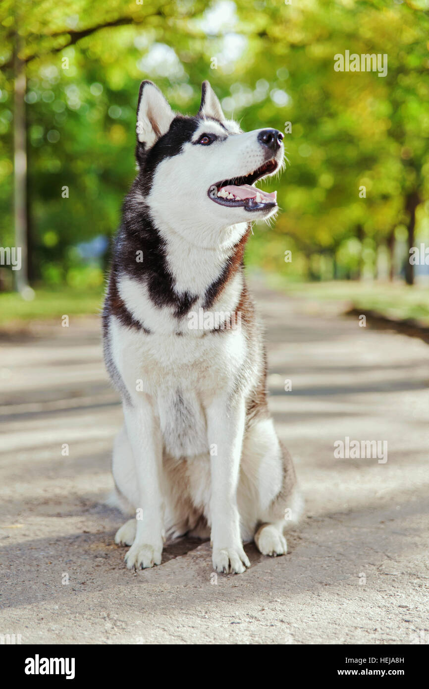 Portrait Husky dog with a smile Stock Photo - Alamy