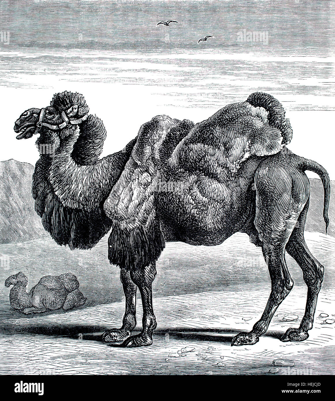 Bactrian camel (Camelus bactrianus) illustration from 1884 Chatterbox ...