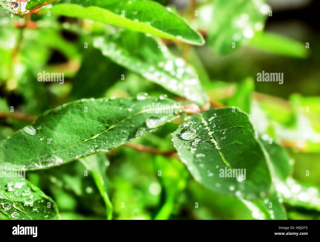 Clear rain water drops on leaves at summer morning Stock Photo - Alamy