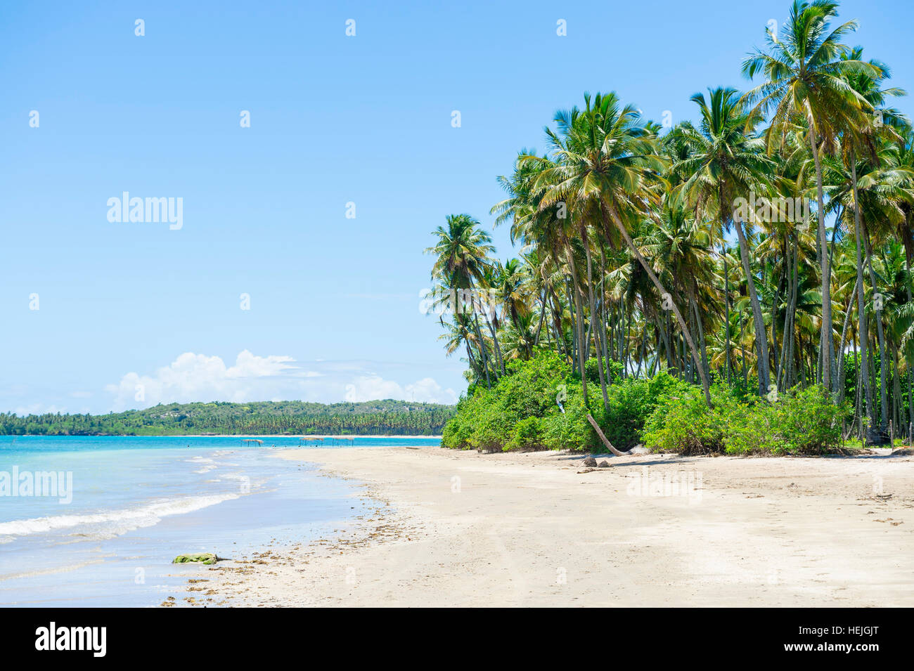 Palm trees line the shore of a remote Brazilian beach on the Coconut ...