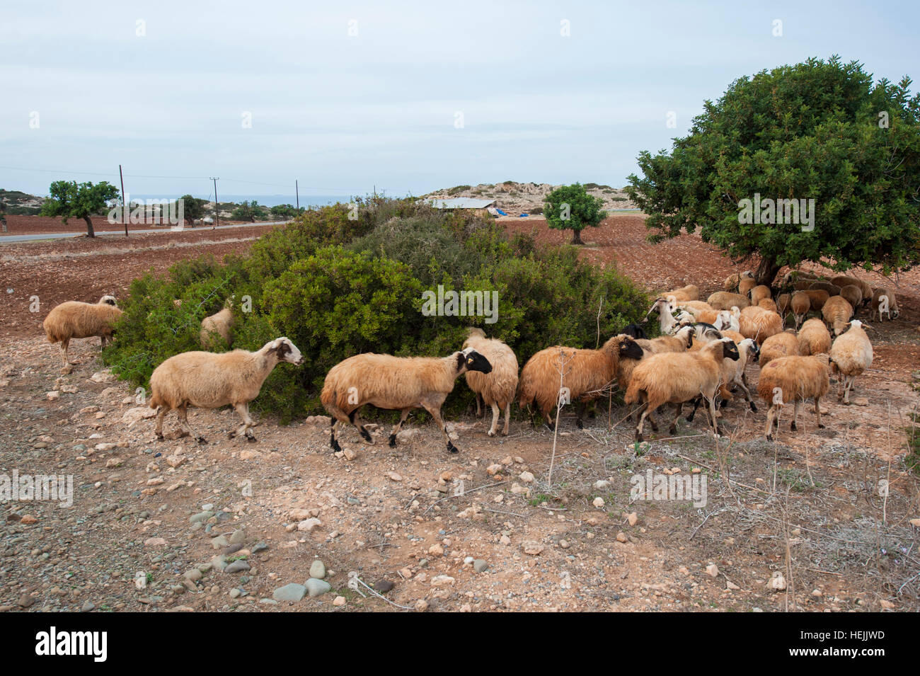 Brown sheep on an arid field near village Sadrazamkoy in Northern ...