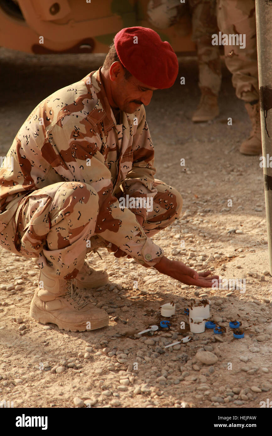 Soldier bees hi-res stock photography and images - Alamy