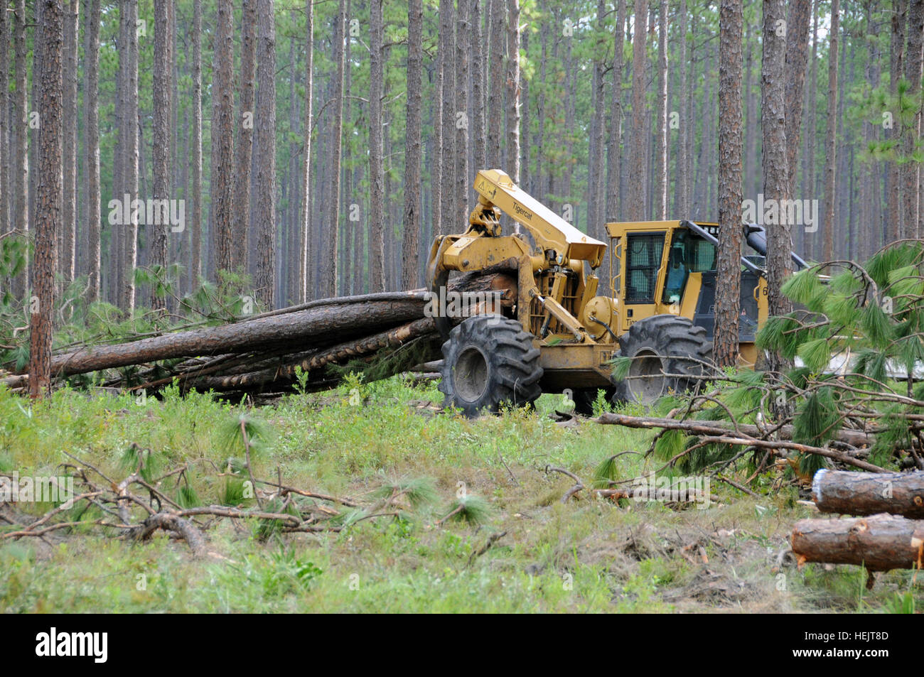 Tigercat 600 series Stock Photo - Alamy