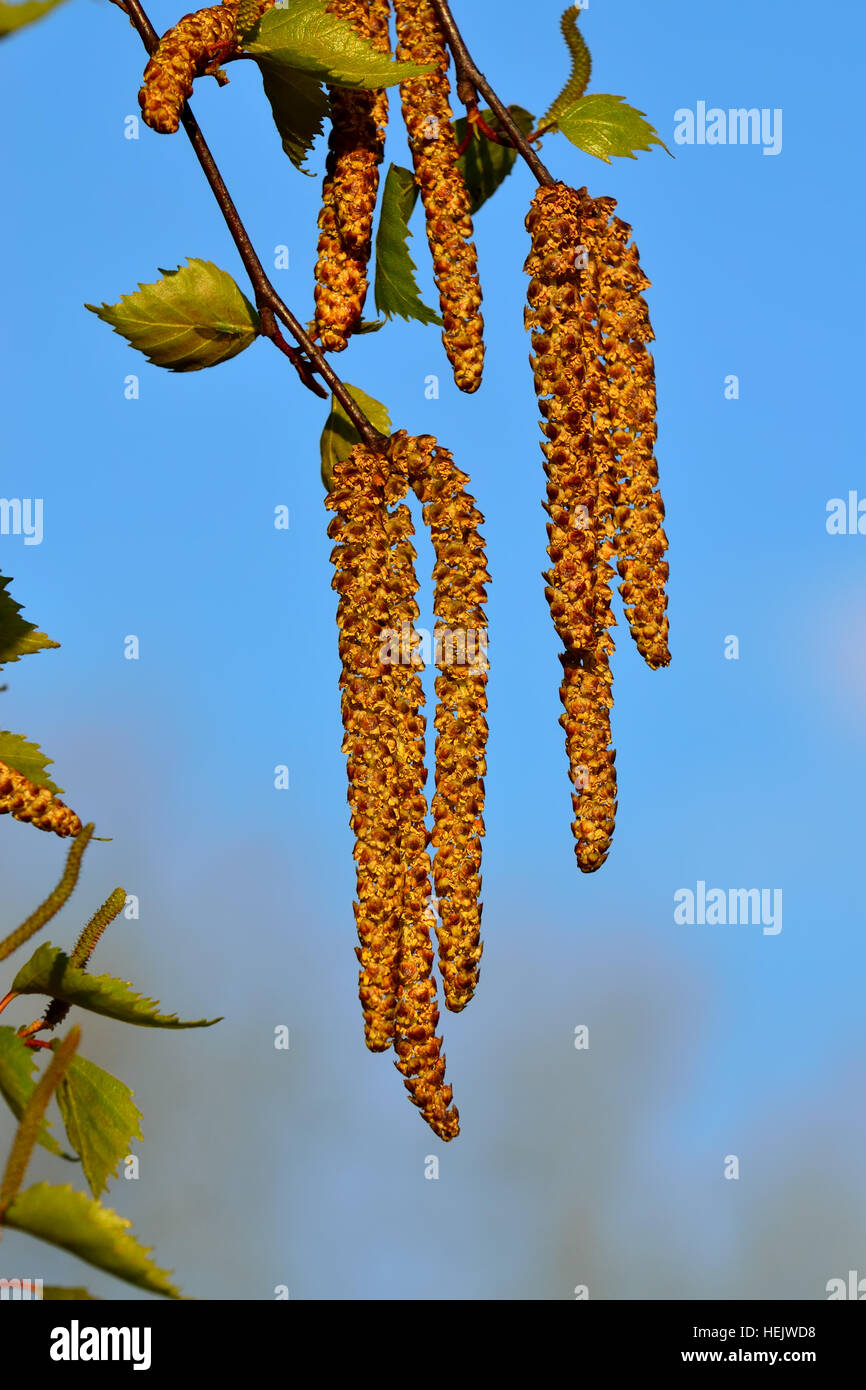 Birch catkins closeup against the blue sky Stock Photo - Alamy