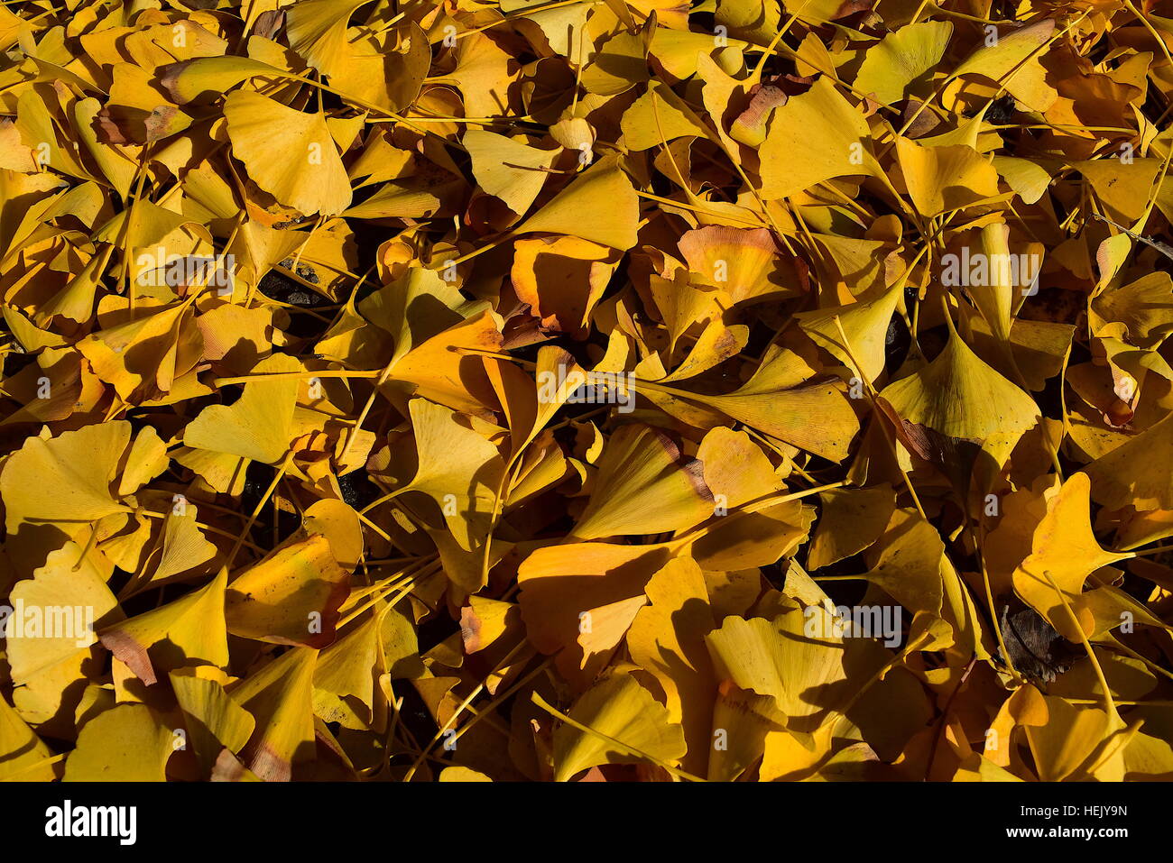 Ginkgo biloba leaves in fall Stock Photo - Alamy