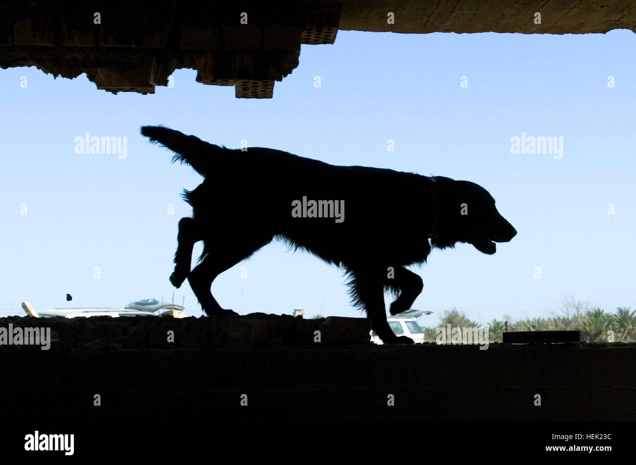 Cadaver dog hi-res stock photography and images - Alamy