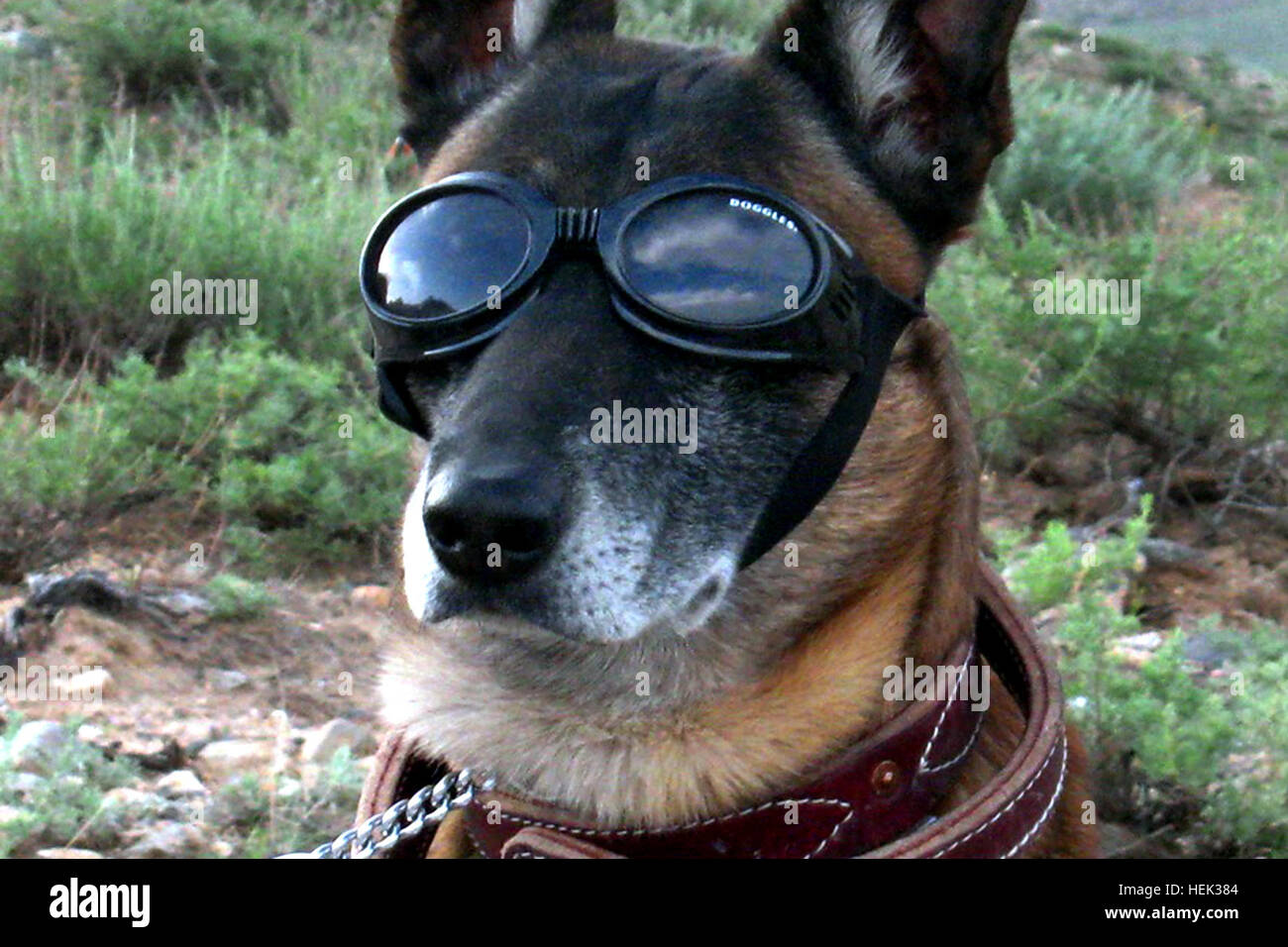 PARWAN PROVINCE, Afghanistan – A military working dog wears his Doggles ...