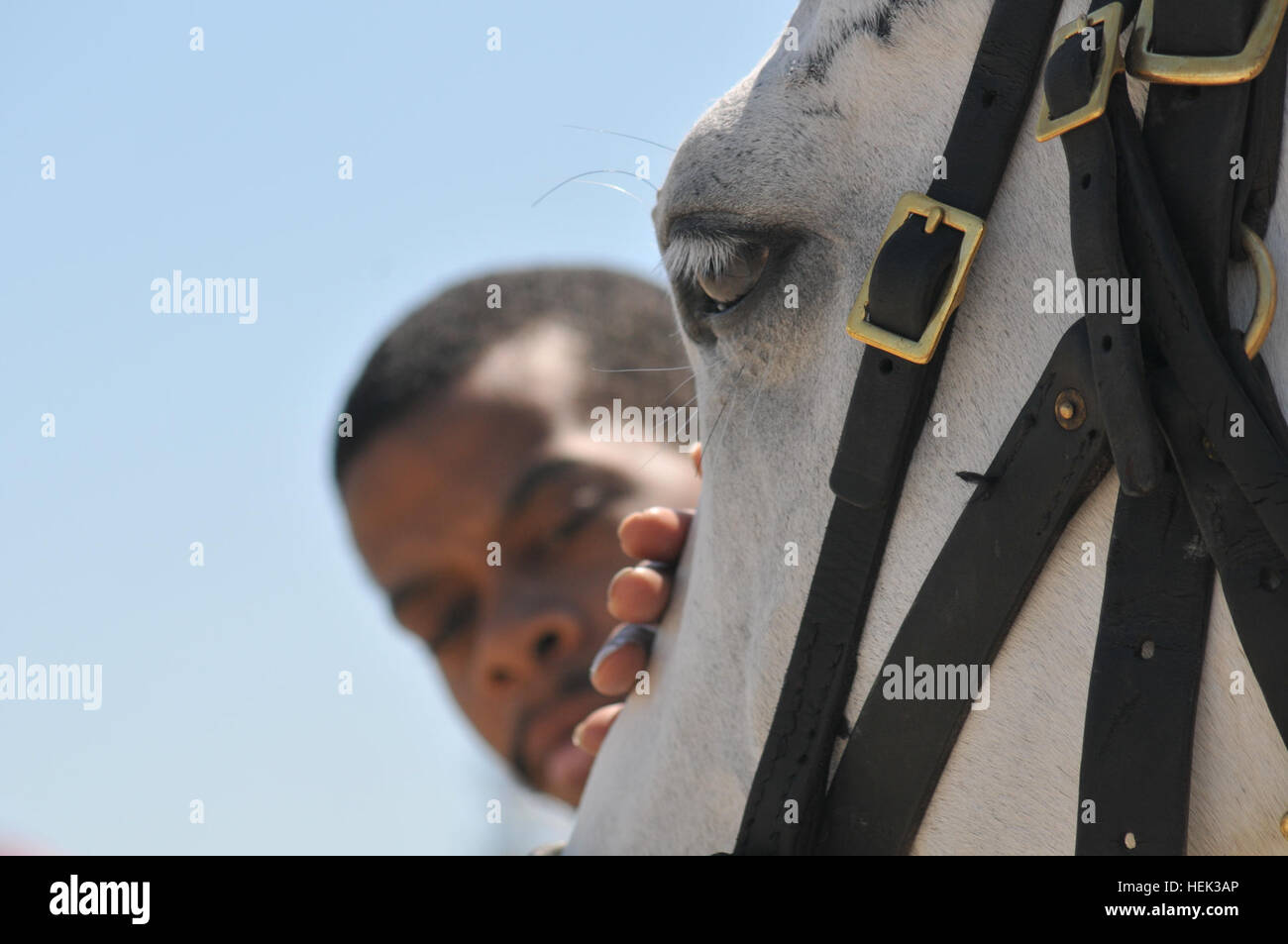 A passerby pets one of the U.S. Army Caisson horses at a static display ...