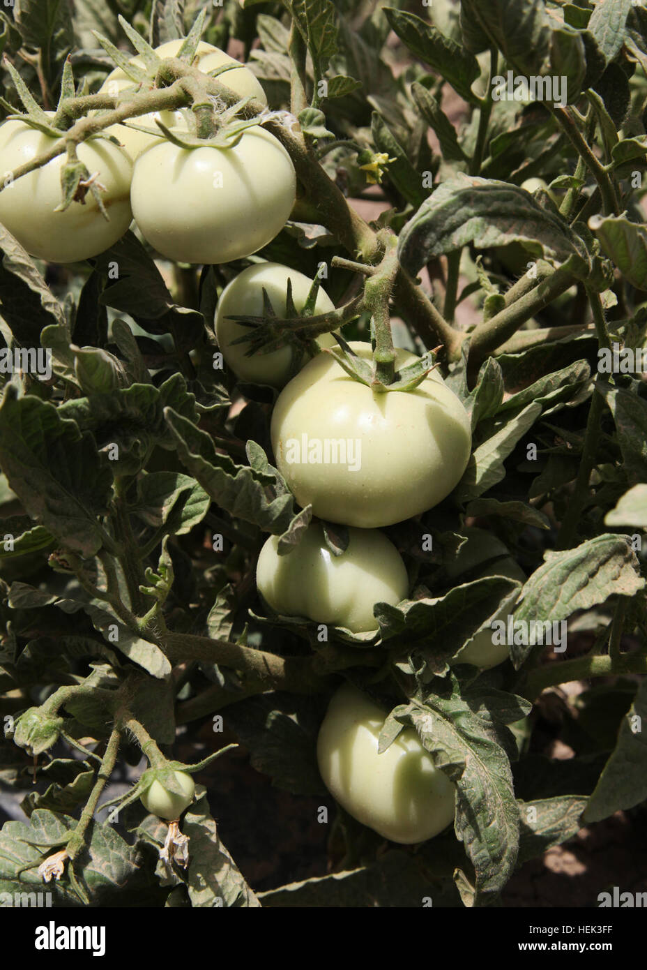 A new tomato plant is photographed at a demonstration farm in Taji ...