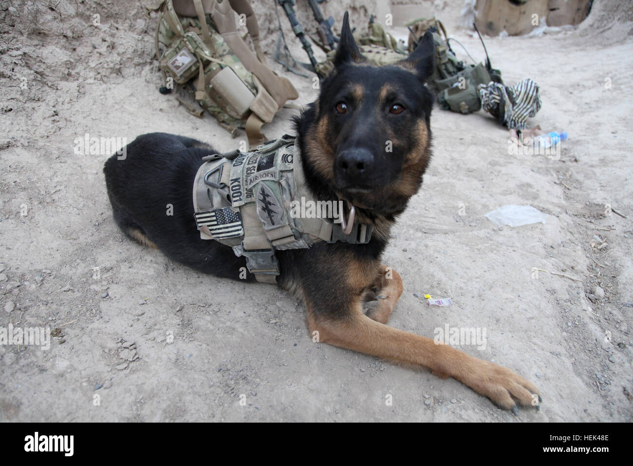 Aldo, the miltary dog, takes a break during Operation Asli Khadaff in ...