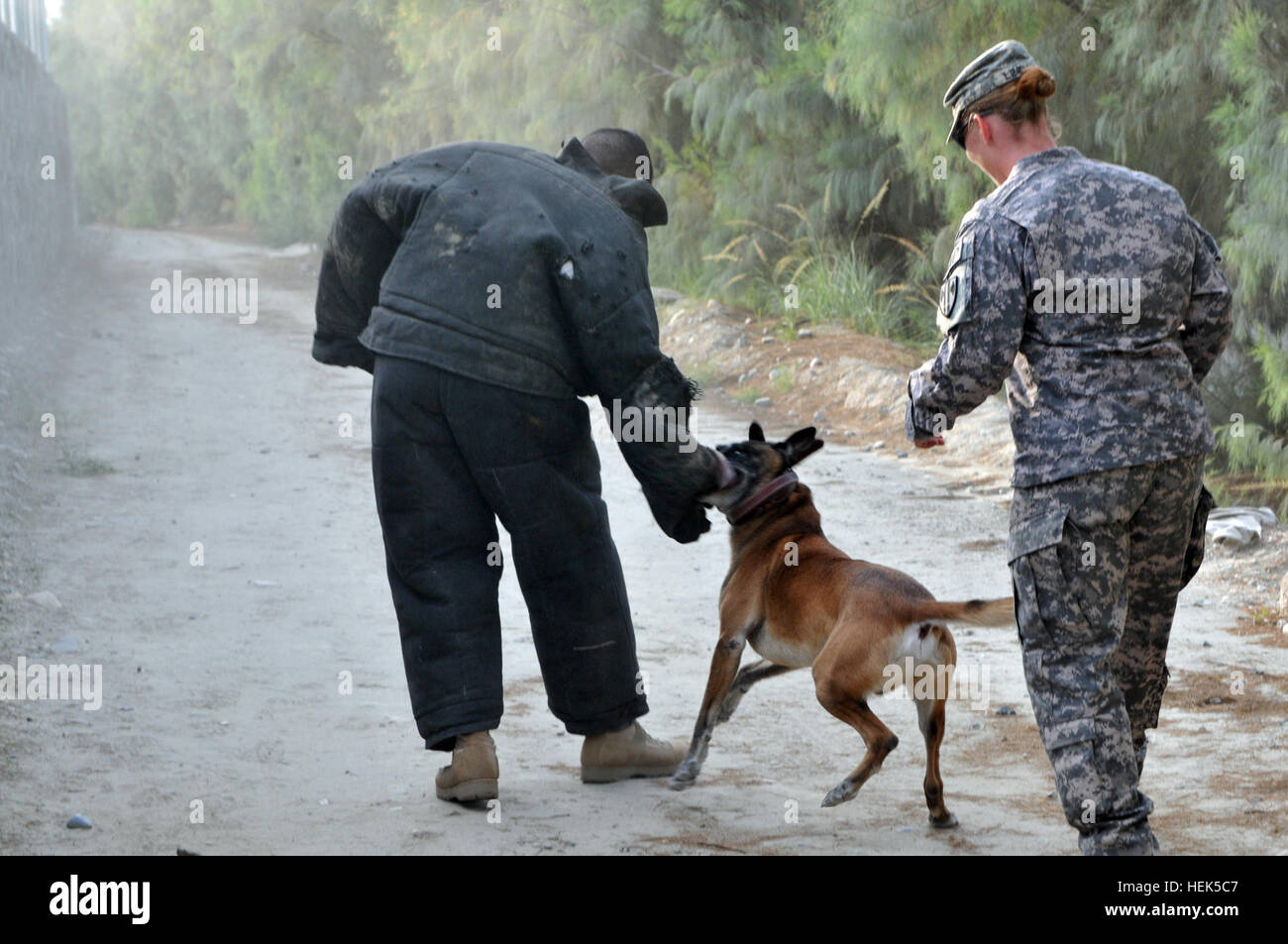 A Military Police K9 from the 230th MP Company trains in explosive ...