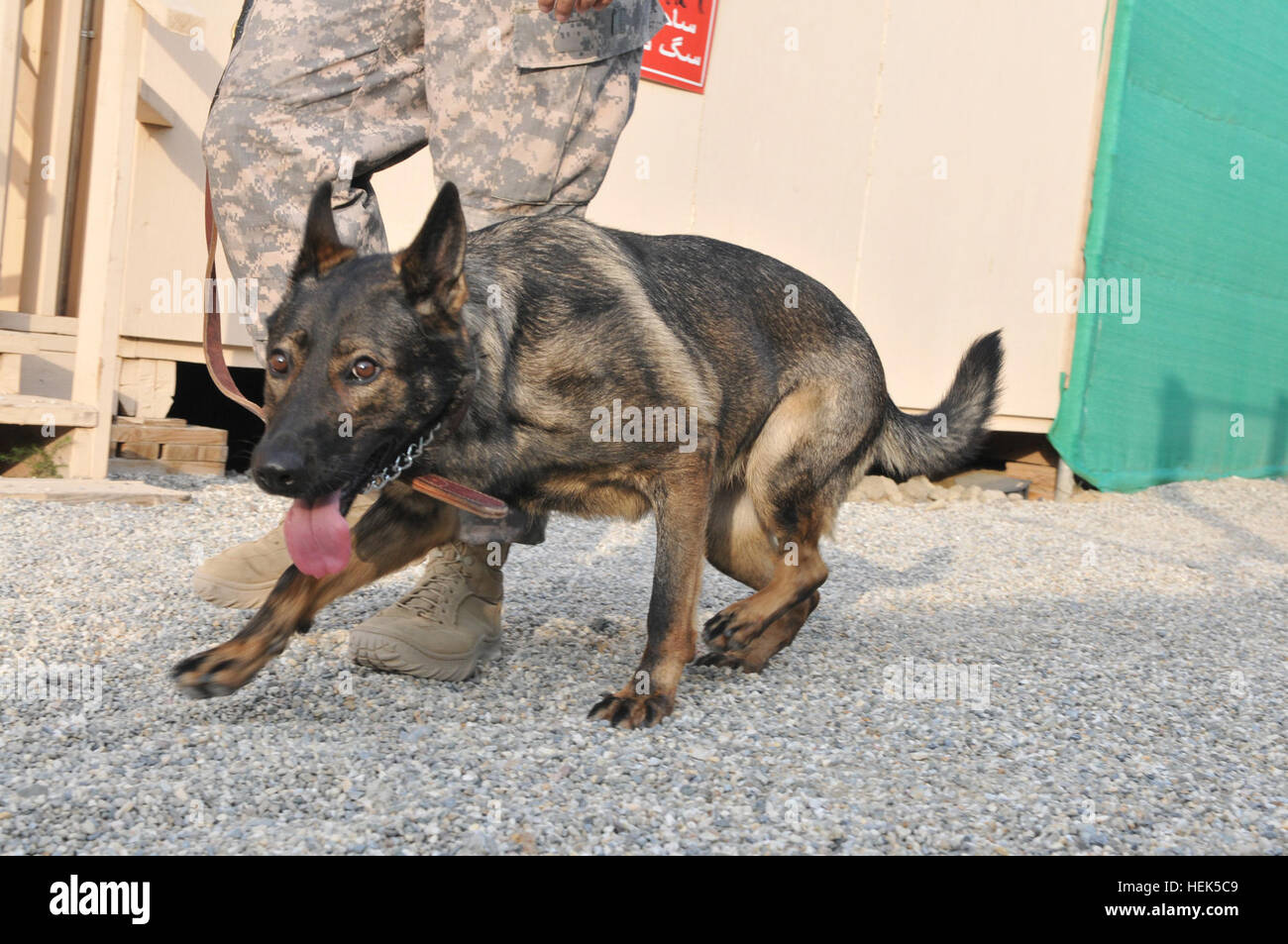 Doly, a patrol narcotics detector dog from Naval Air Station in ...