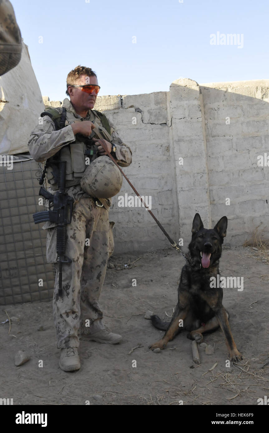 Detector dog services hi-res stock photography and images - Alamy