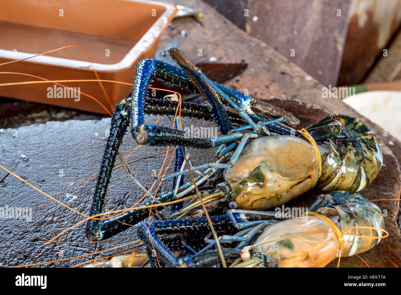 Giant Freshwater Prawn Stock Photos & Giant Freshwater Prawn Stock ...