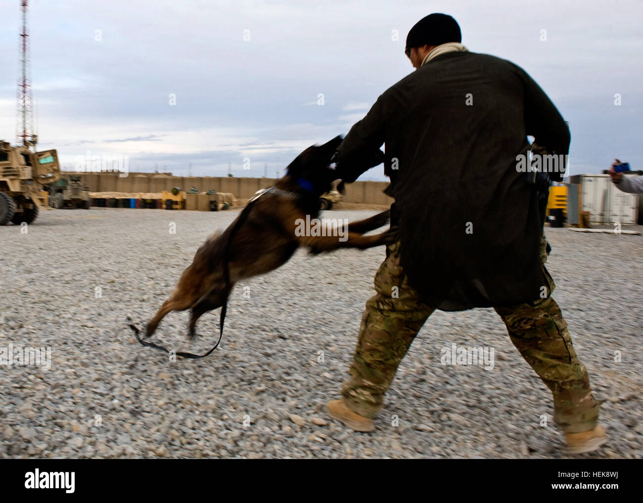 A military working dog assigned to a conventional forces military ...
