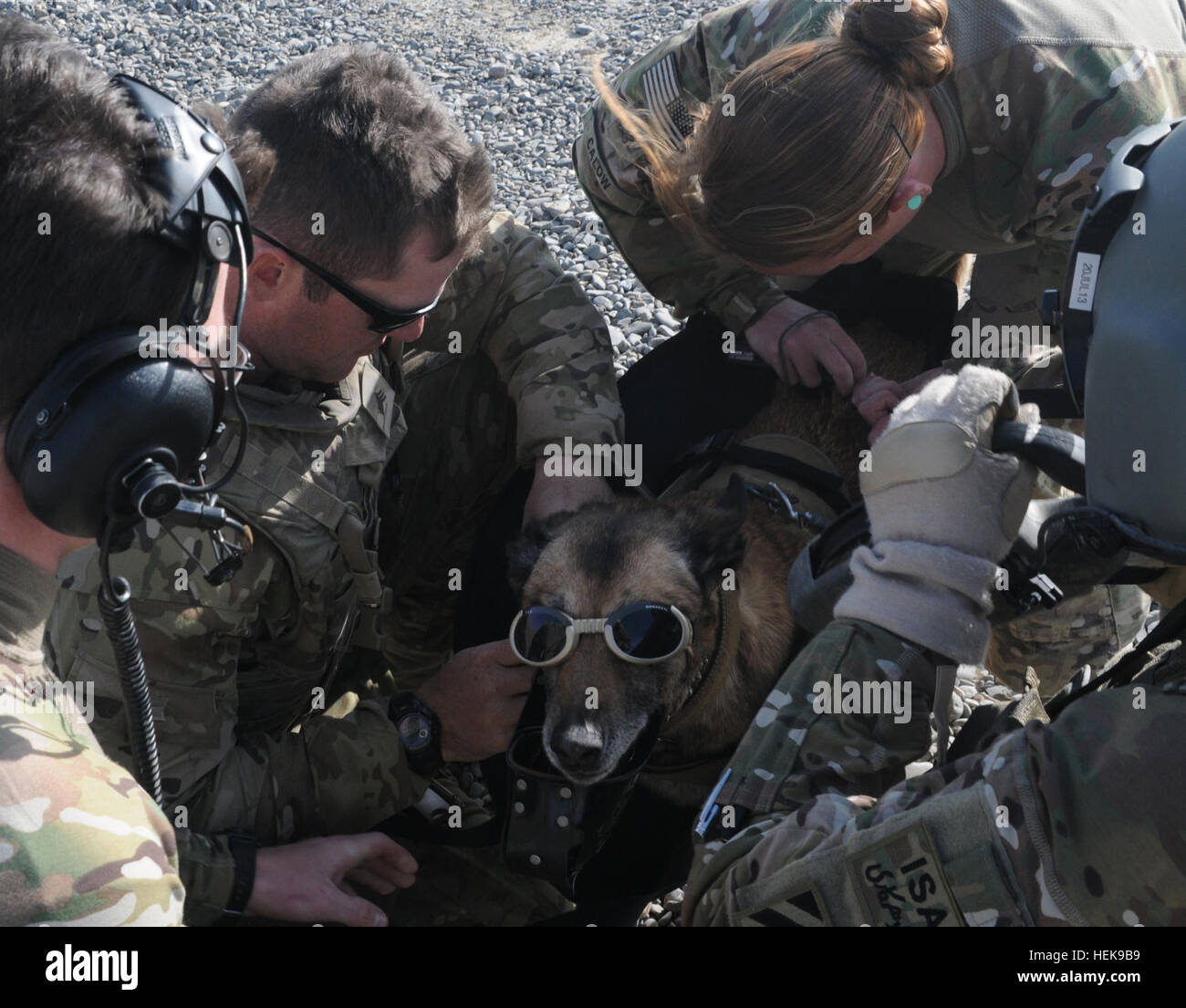 Luca, a Military Working Dog with 4th Stryker Brigade Combat Team, 2nd ...