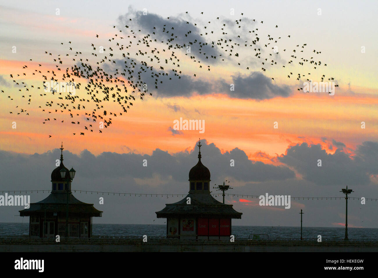 flock fly animal starling flight swarm bird dusk murmuration blackpool ...