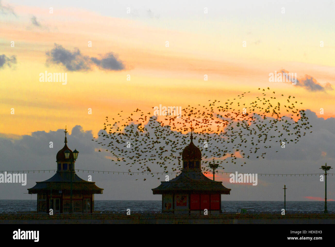flock fly animal starling flight swarm bird dusk murmuration blackpool ...
