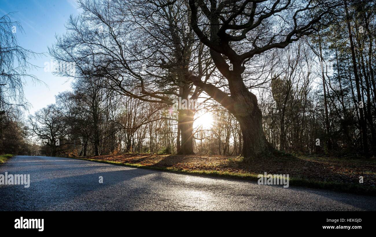 Lens Flare through trees Stock Photo - Alamy