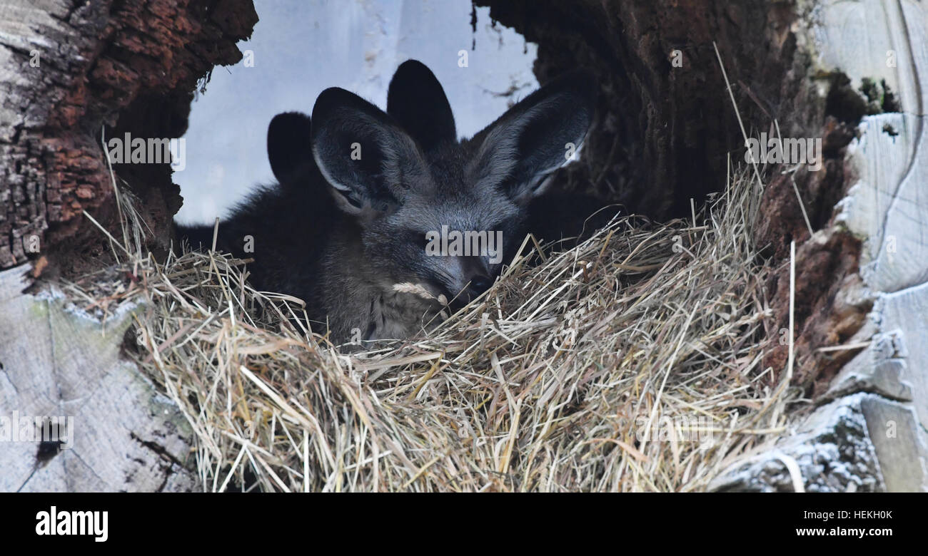 Bat in hollow tree hi-res stock photography and images - Alamy