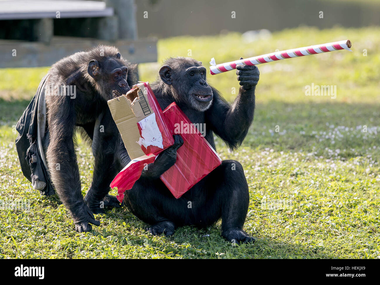 Goodall and chimps hi-res stock photography and images - Alamy
