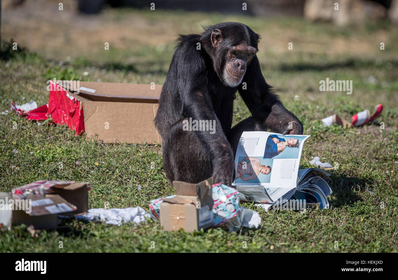Goodall and chimps hi-res stock photography and images - Alamy