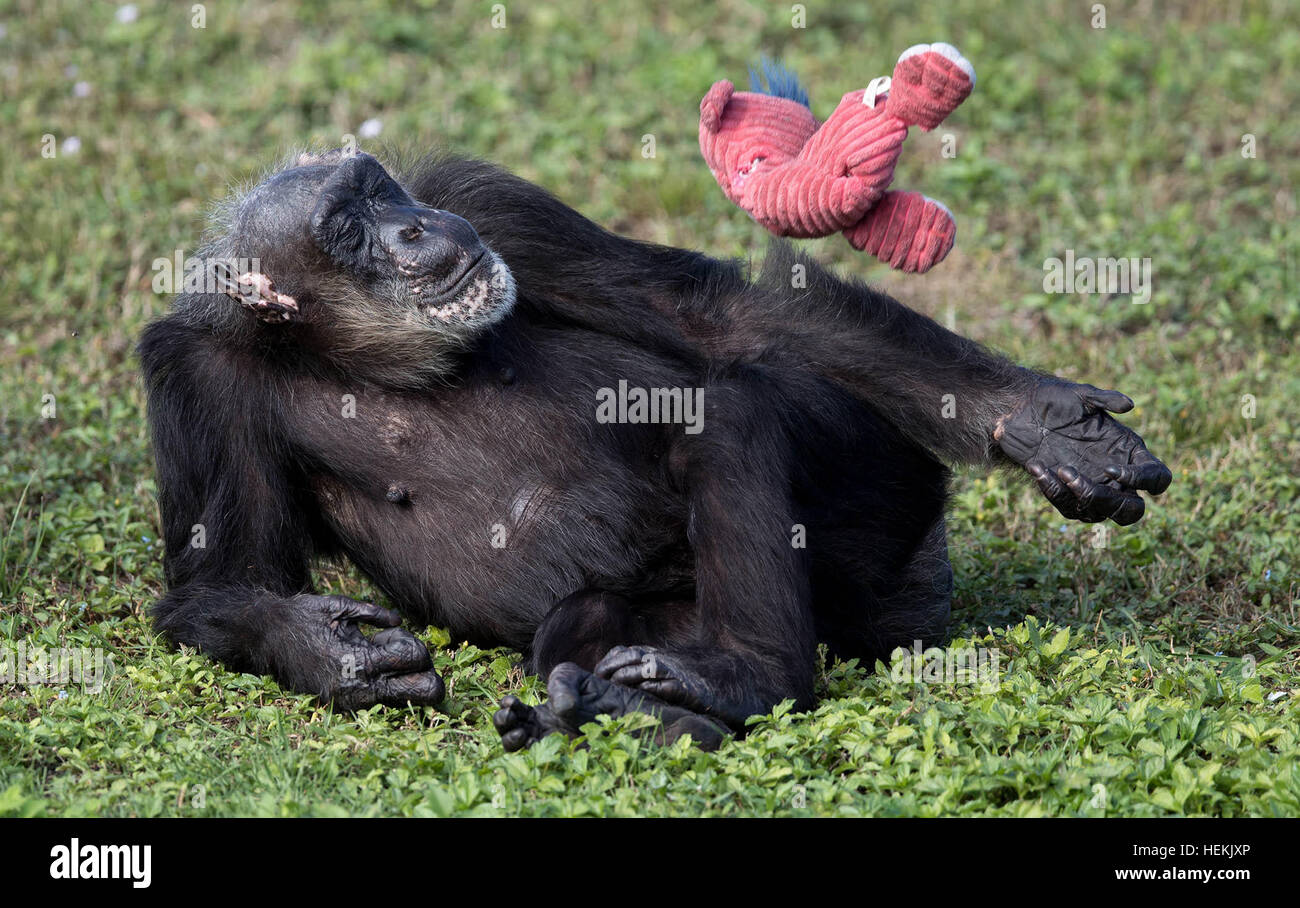 Jane goodall hi-res stock photography and images - Alamy