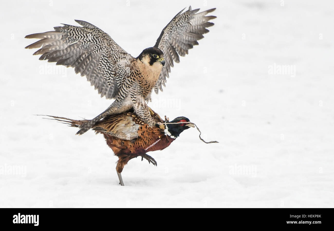 Eagles hunting china hi-res stock photography and images - Alamy