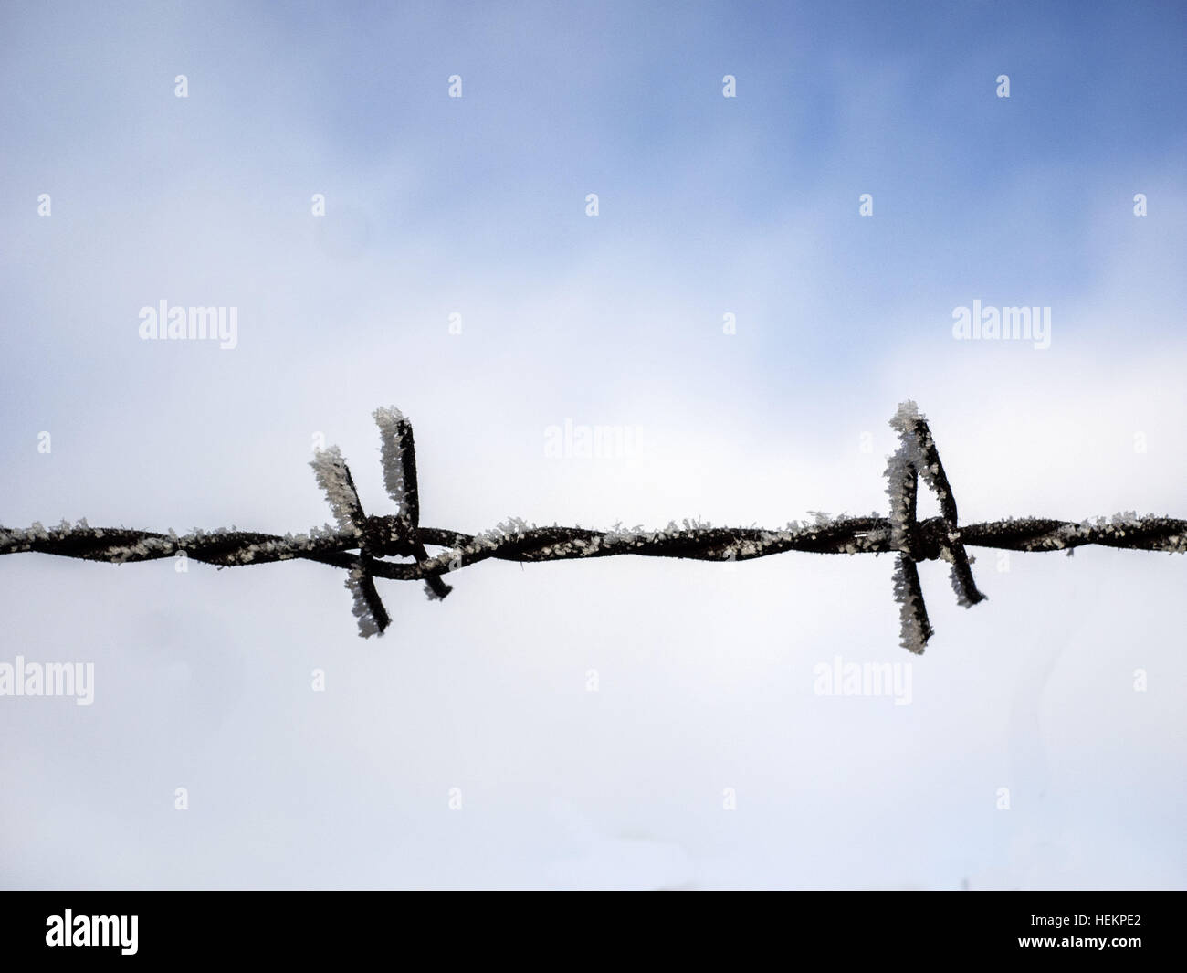 Barbed wire in winter coverad with snow and frost against a sky. 23rd ...