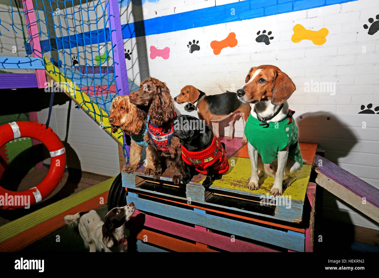 Whitefield, UK. 23rd Dec, 2016. Dogs wearing Christmas jumpers at ...