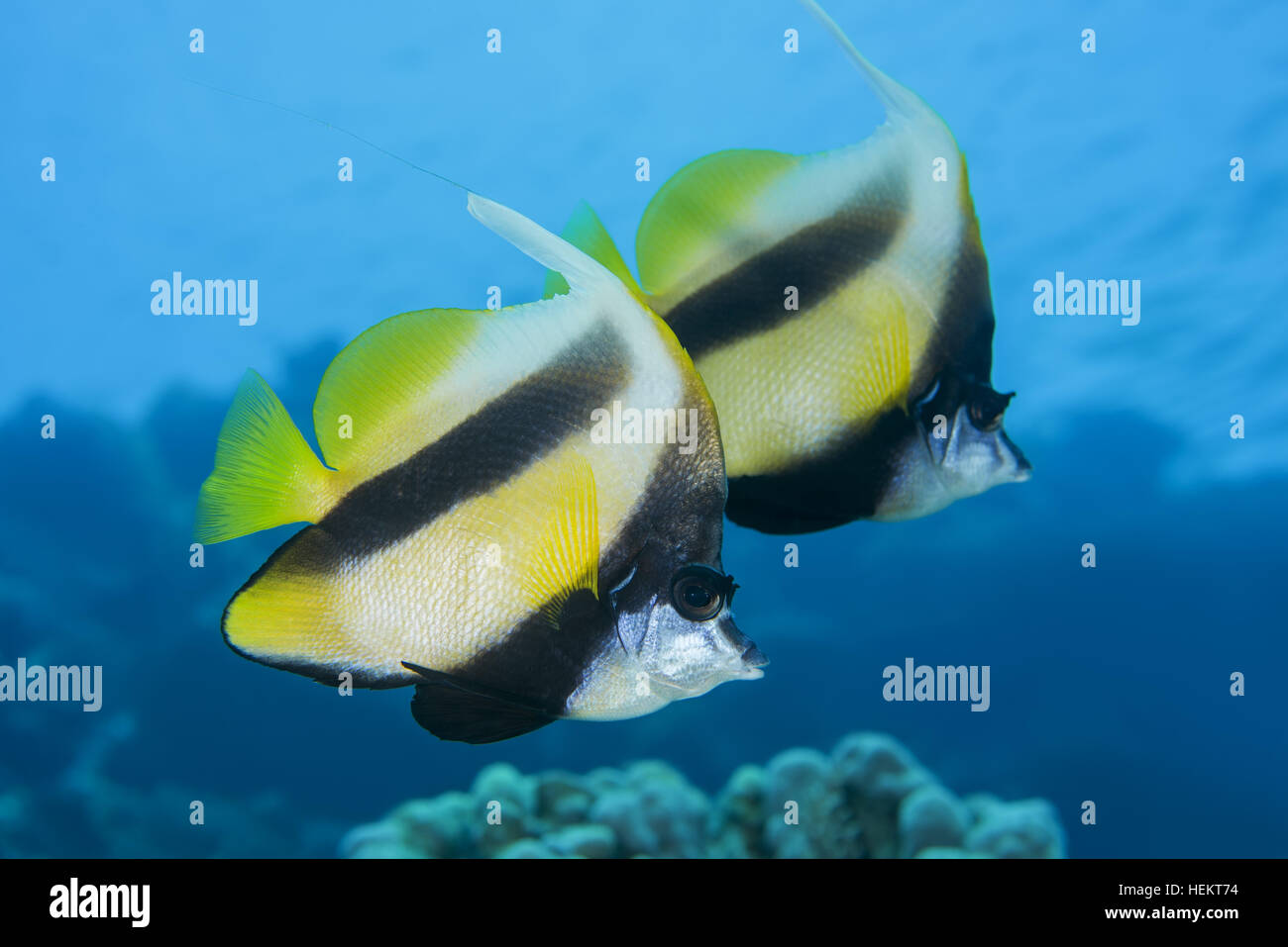 Bullfish hi-res stock photography and images - Alamy