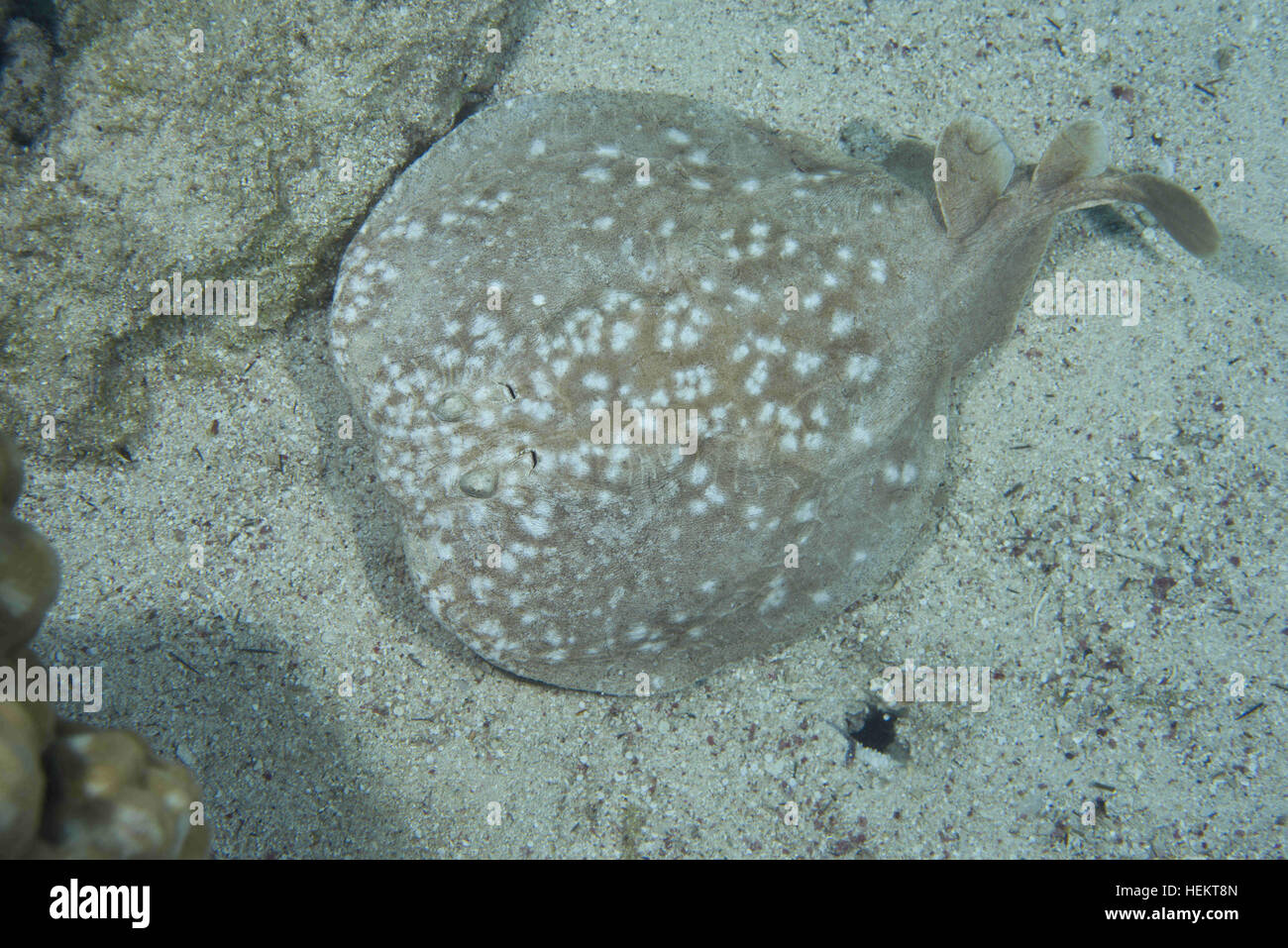 November 9, 2016 - Red Sea, Egypt - Leopard torpedo or Panther Electric ...