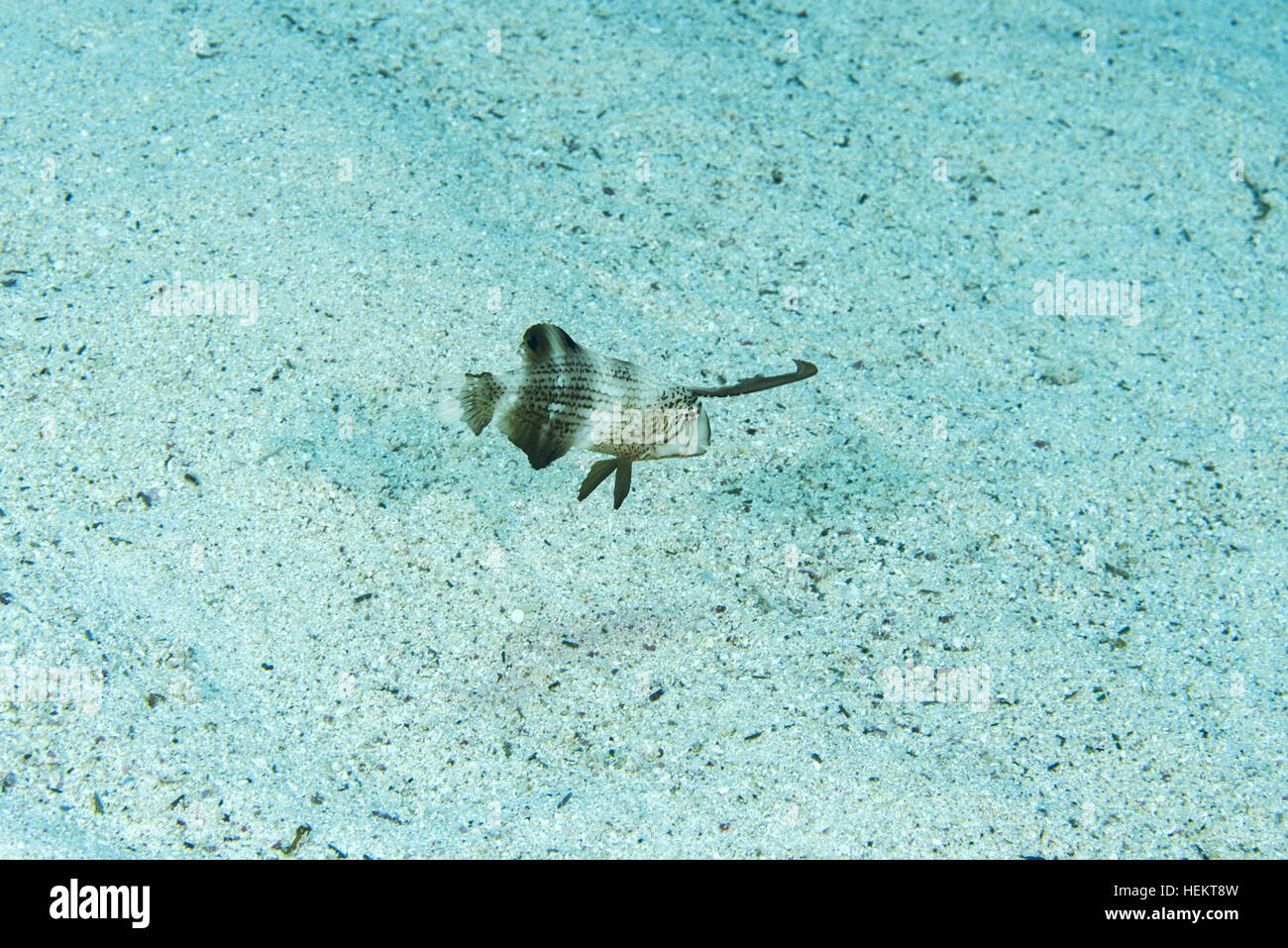 Doncella fish hi-res stock photography and images - Alamy