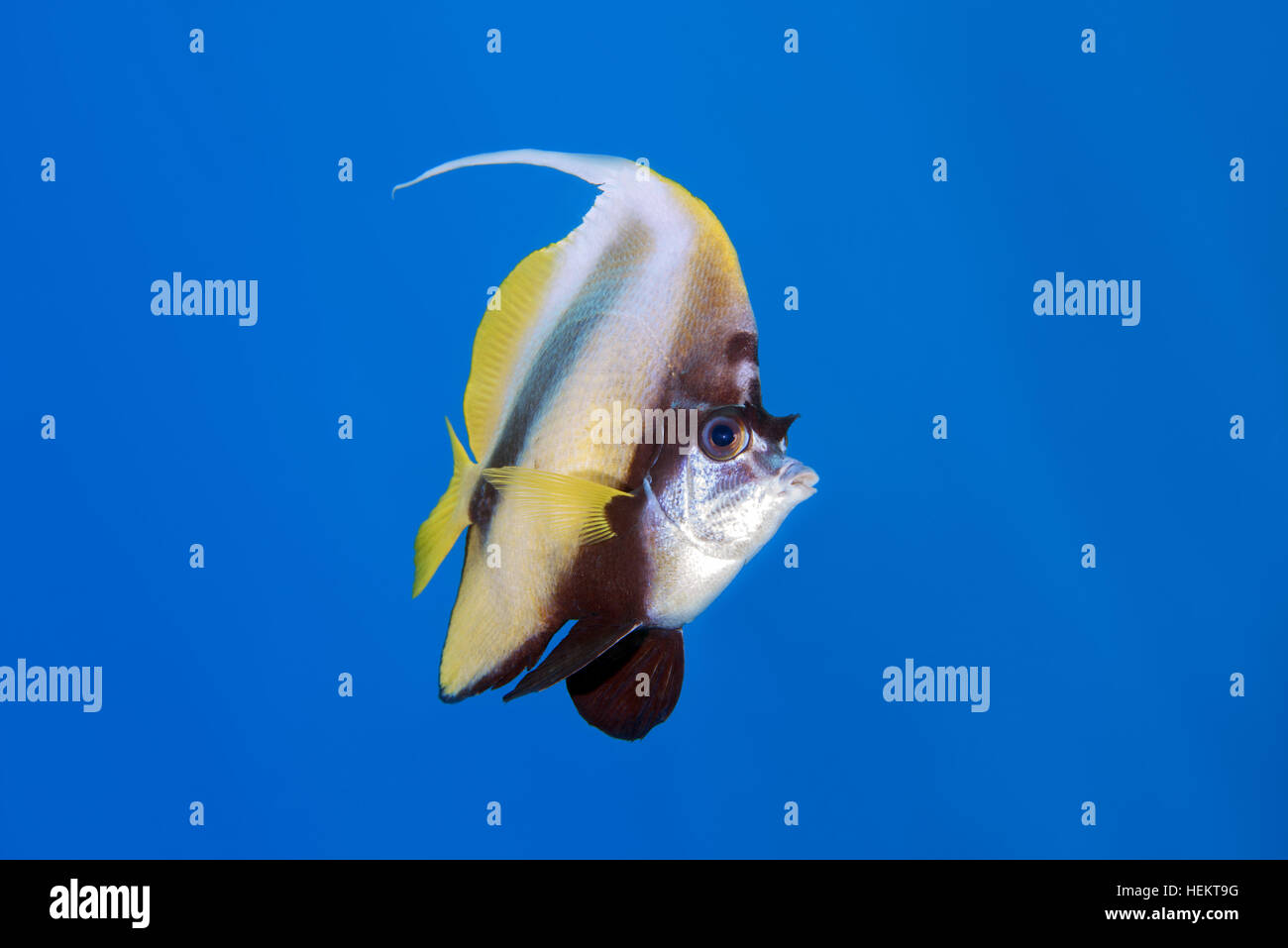 Bullfish hi-res stock photography and images - Alamy