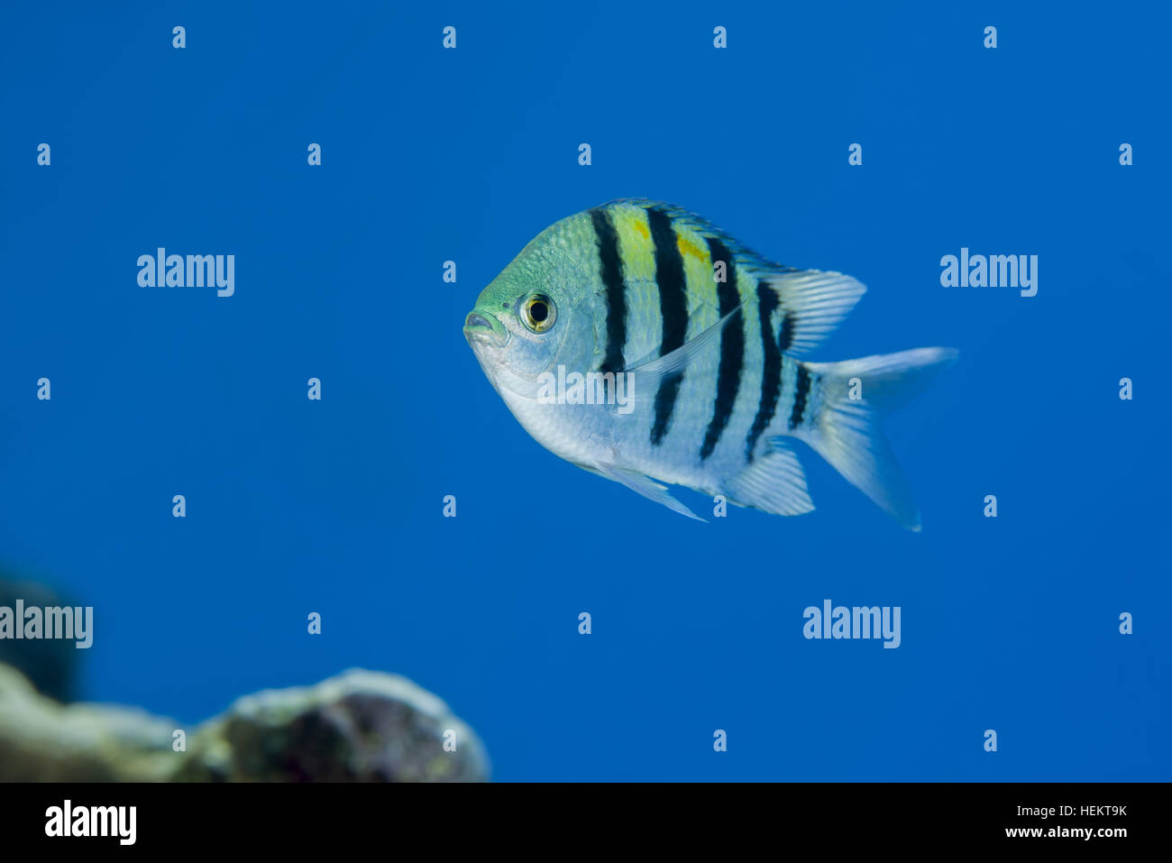 Scissortail damsel High Resolution Stock Photography and Images - Alamy