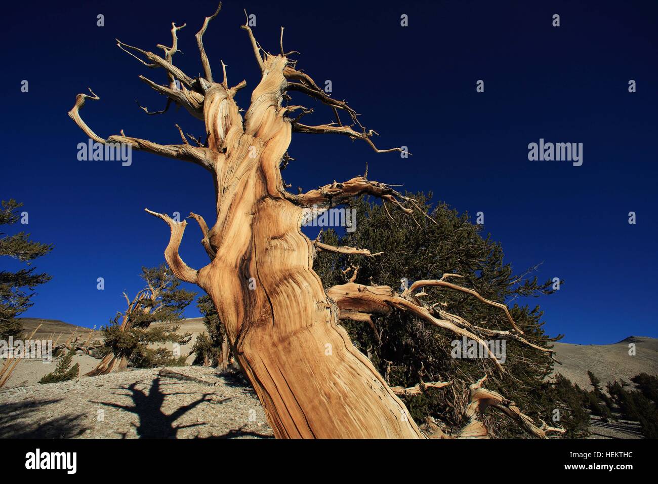 White Mountains, California, USA. 24th Sep, 2016. Bristlecone Pine ...