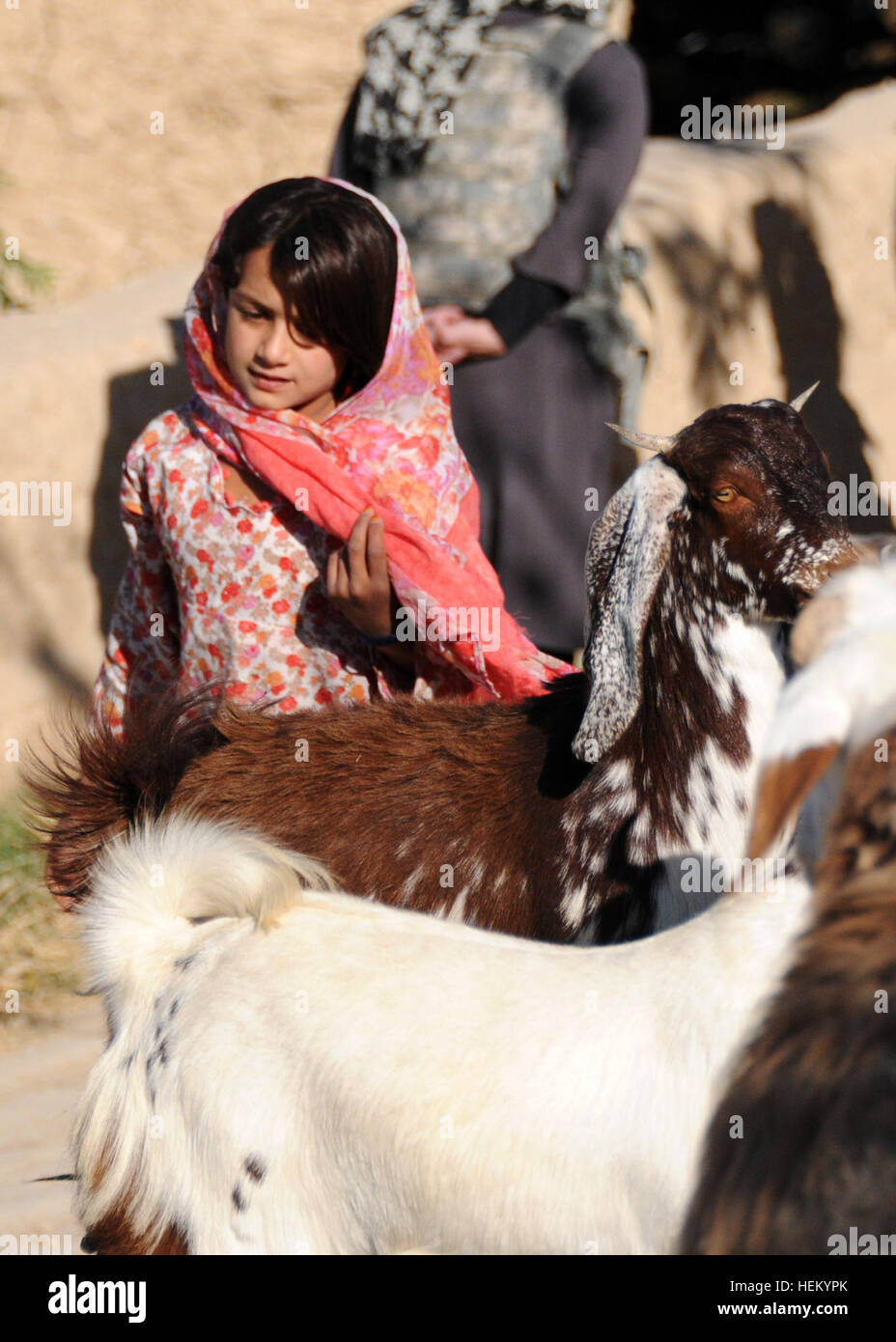 An Afghan girl plays with a family of goats during a joint Afghan and ...