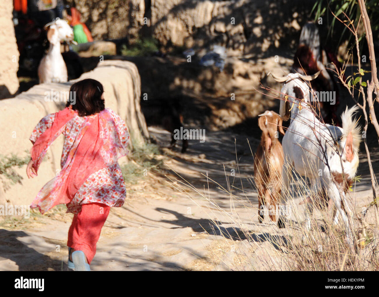 An Afghan girl playfully chases a family of goats during a combined ...