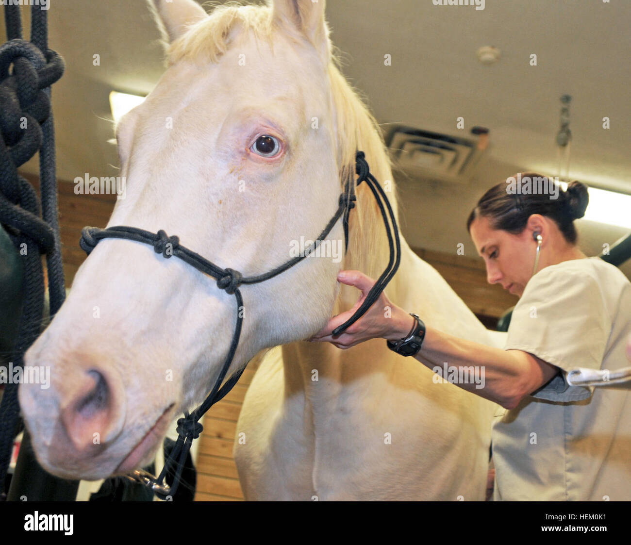 Camarillo white horse hi-res stock photography and images - Alamy
