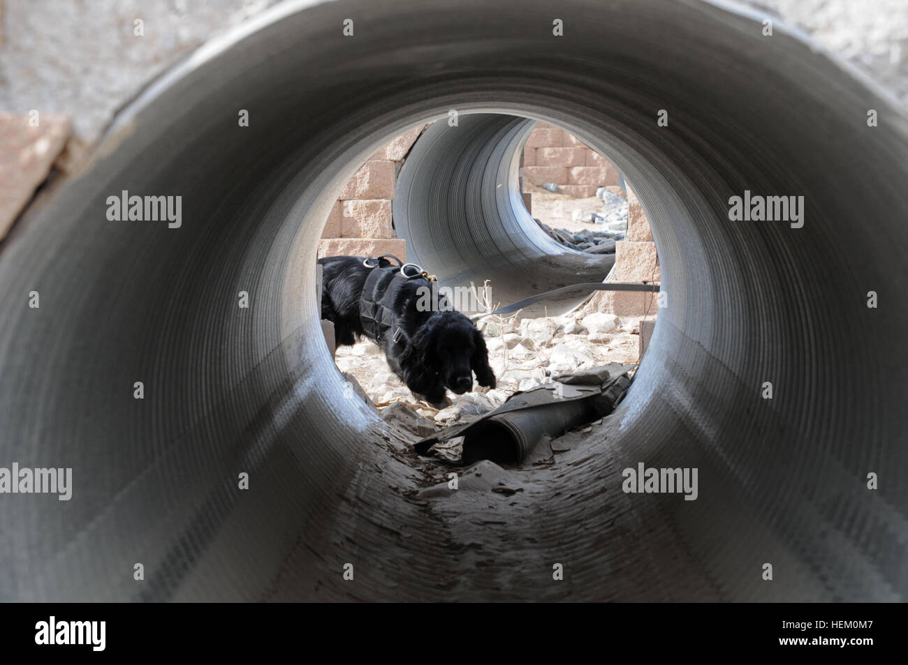 Rocky 53, a tactical explosive detection dog assigned to the 37th ...