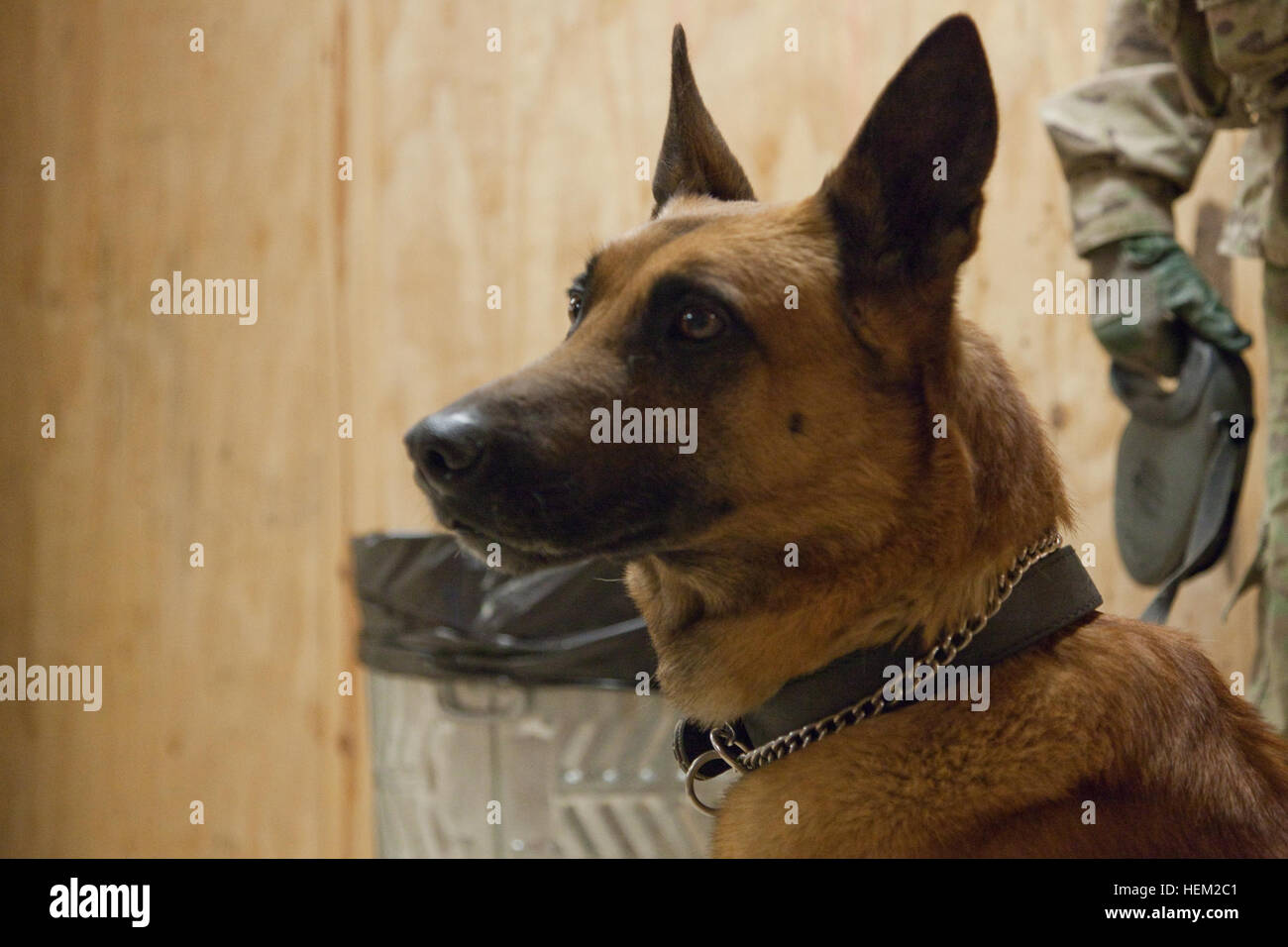 Military working dog Brandon poses at Forward Operating Base Pasab ...