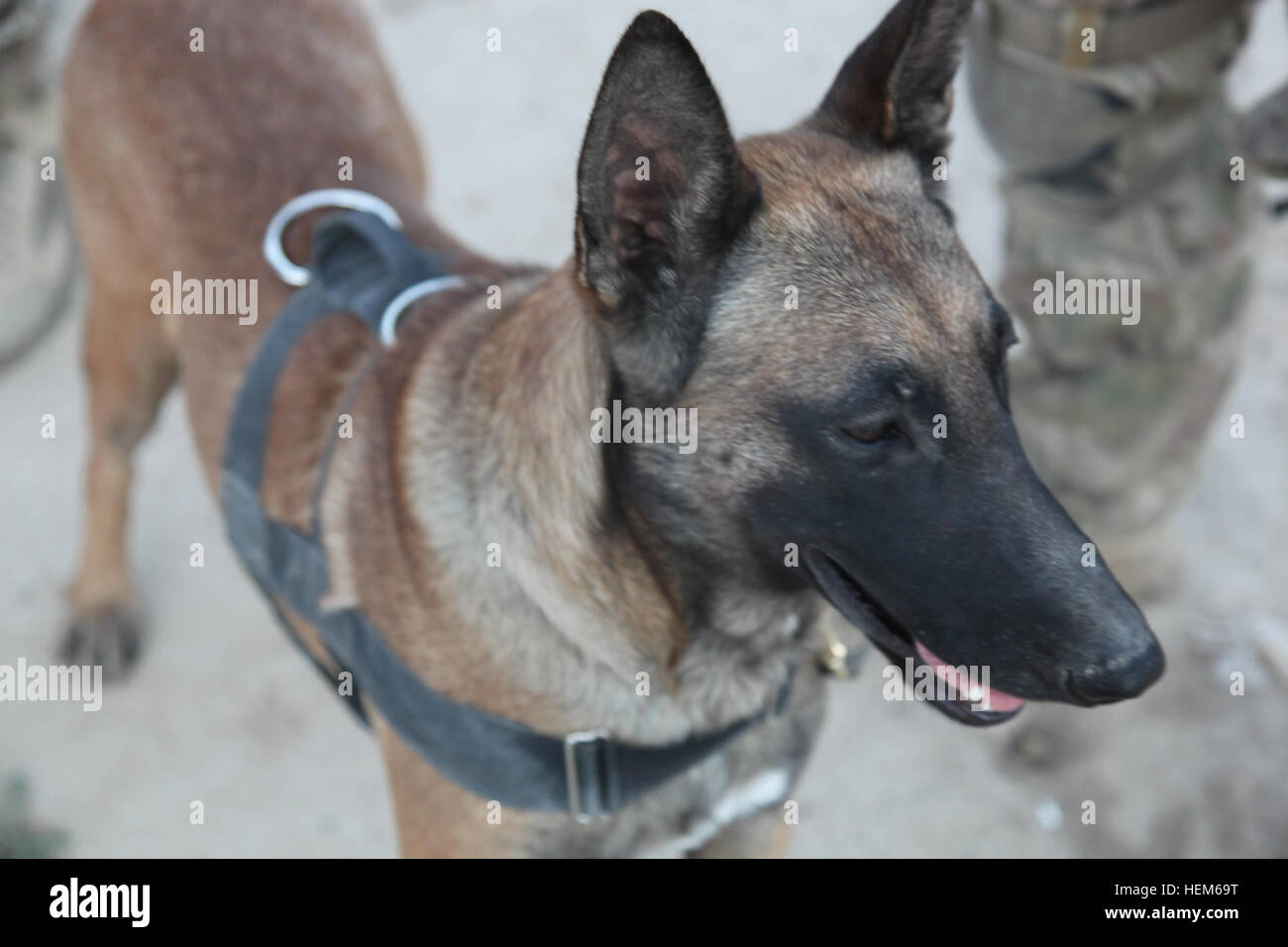 U.S. Army Tactical Explosive Detector Dog "Eddie" with T.E.D.D. Platoon ...