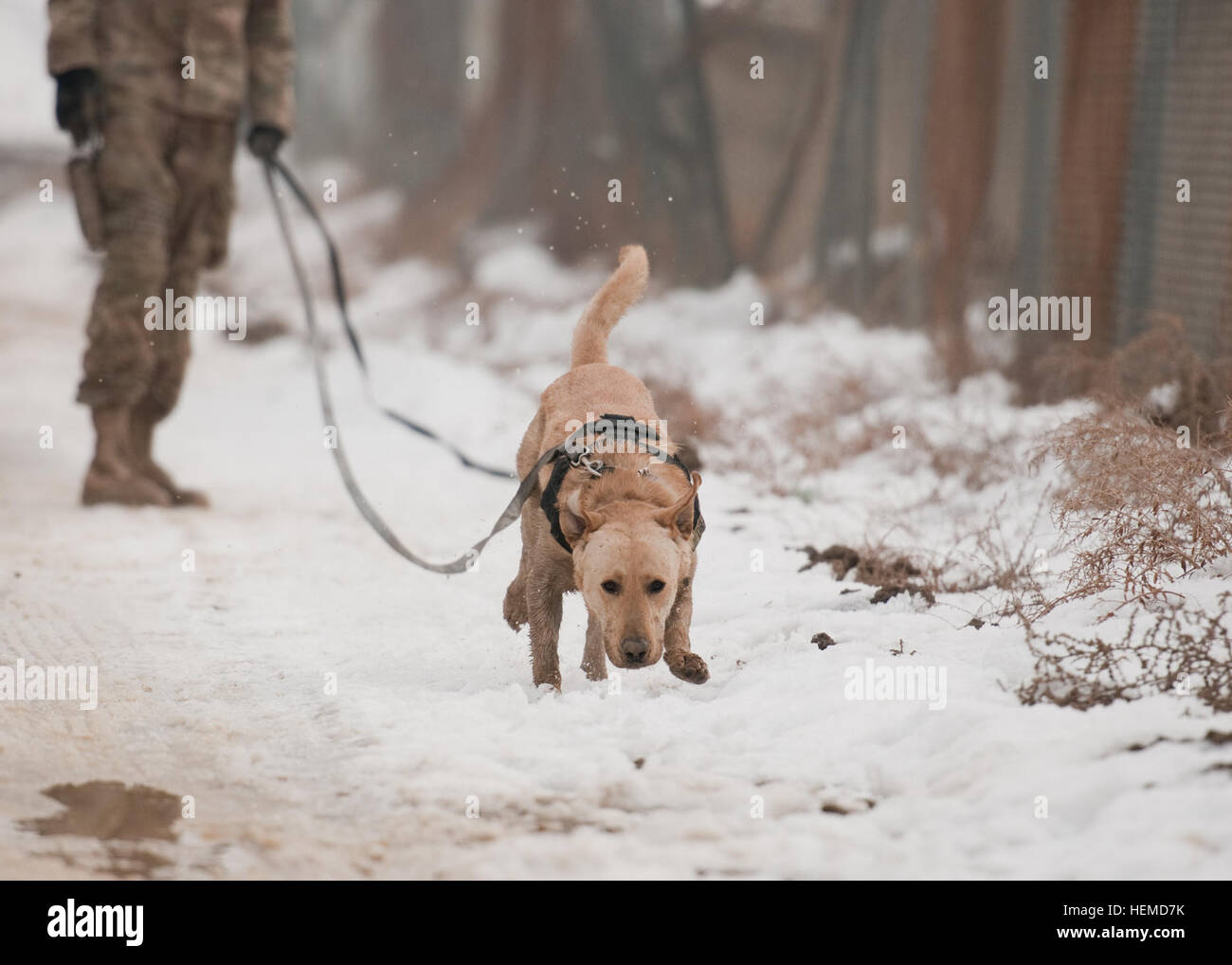 U s army explosive detection hi-res stock photography and images - Alamy