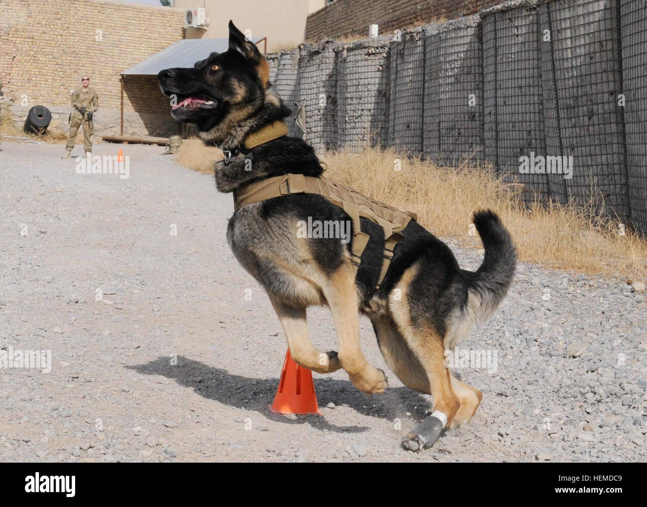 Military Working Dog Jork jumps for a reward as his trainer, Air Force ...