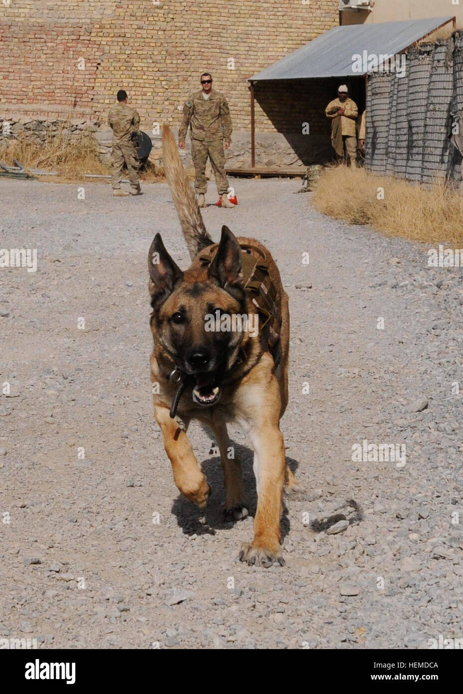 Military Working Dog, Kuno, approaches a potential reward for finding ...