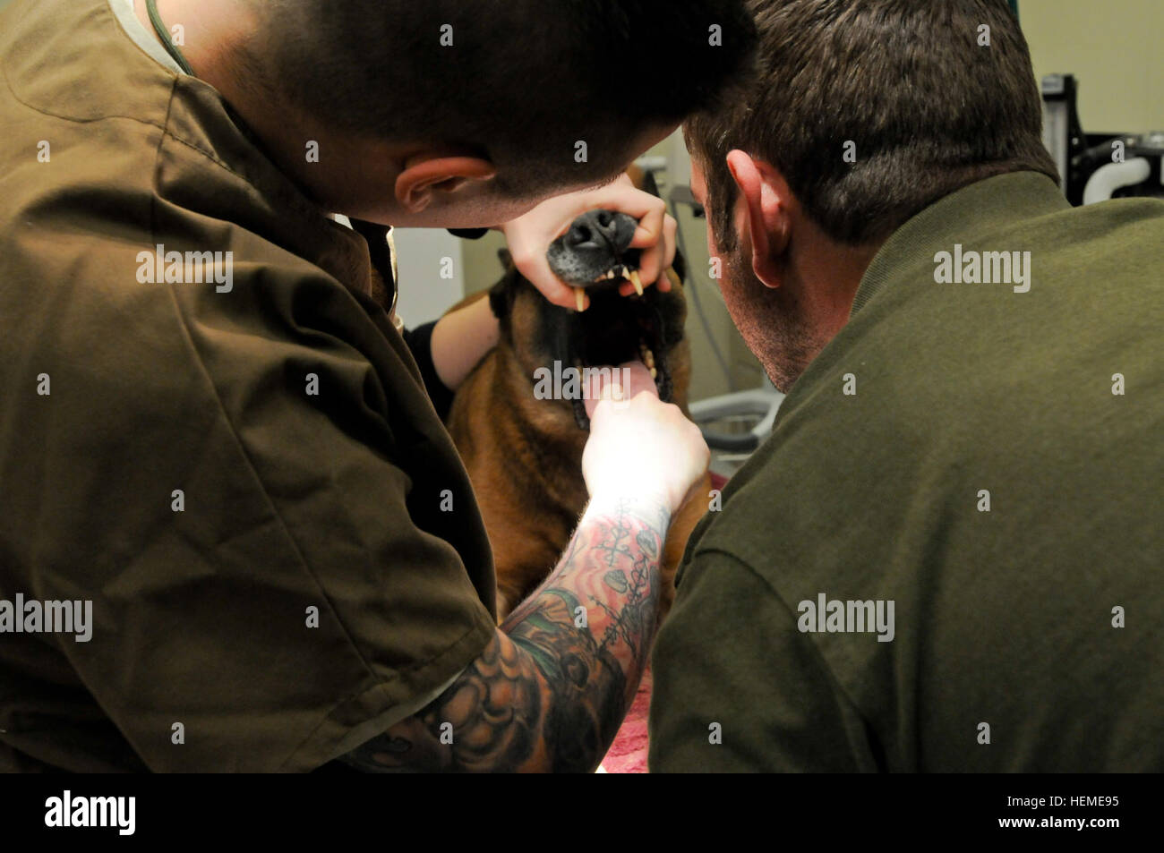 Military working dog conducts hi-res stock photography and images - Alamy