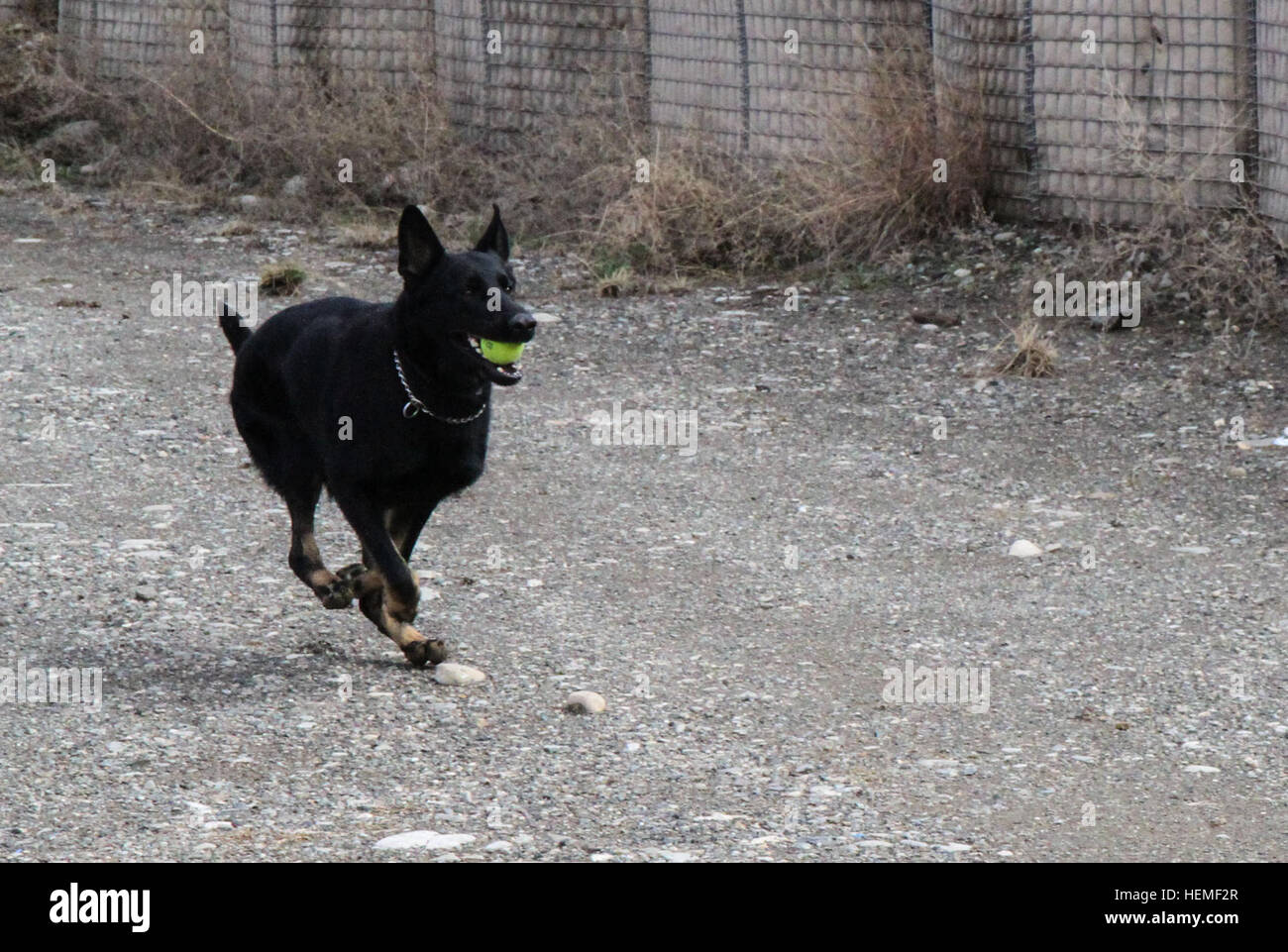 A Czech Shepherd explosive detection dog with the Tactical Explosive ...
