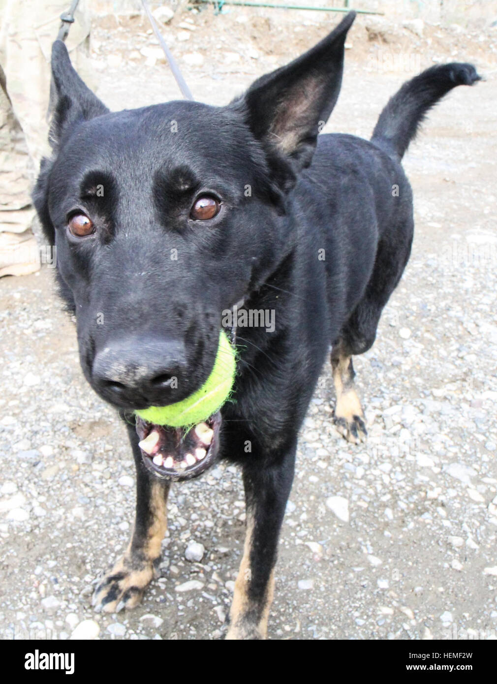 The Tactical Explosive Detection Dog Hugo demonstrates roadside bomb ...