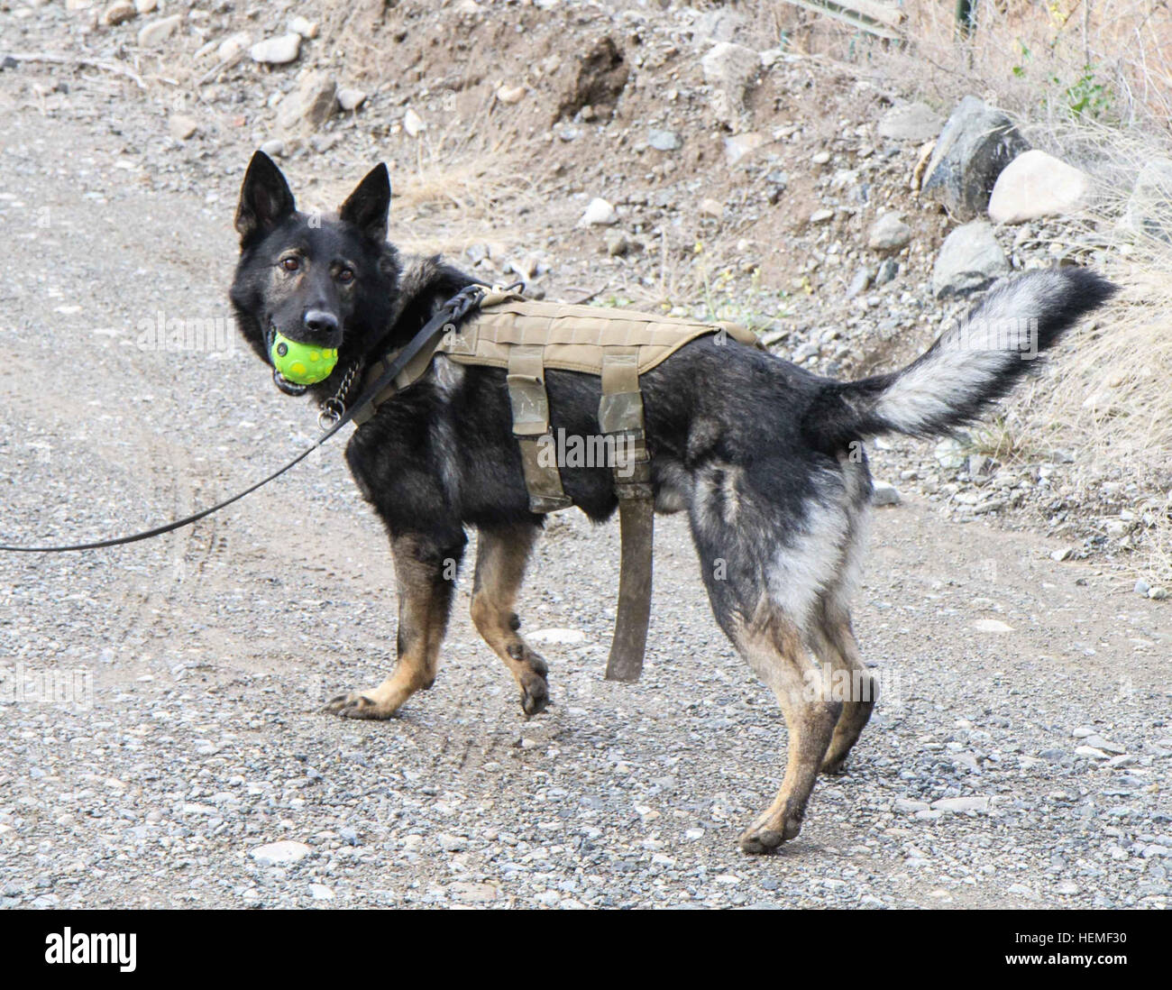 Tactical explosive detection dogs hi-res stock photography and images ...